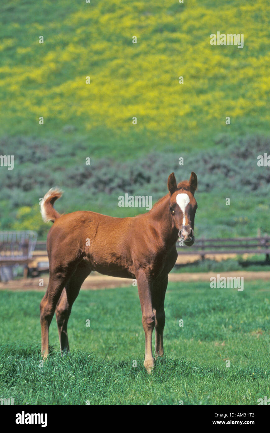 Arabian Colt in Spring field Ojai CA Stock Photo - Alamy