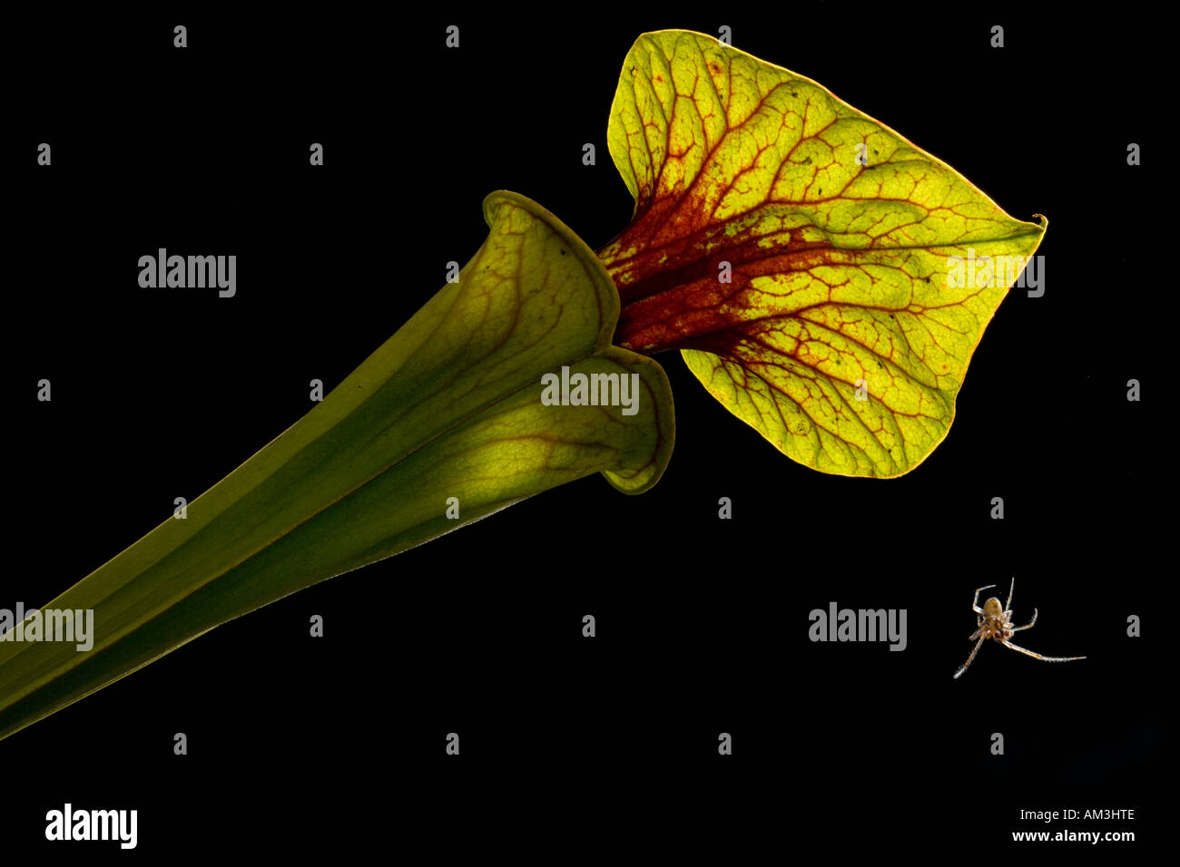 Spider on Pitcher Plant Sarracenia purpure Stock Photo - Alamy