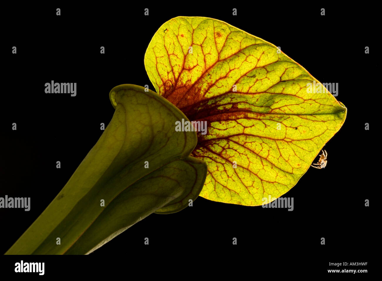 Spider on Pitcher Plant Sarracenia purpure Stock Photo - Alamy