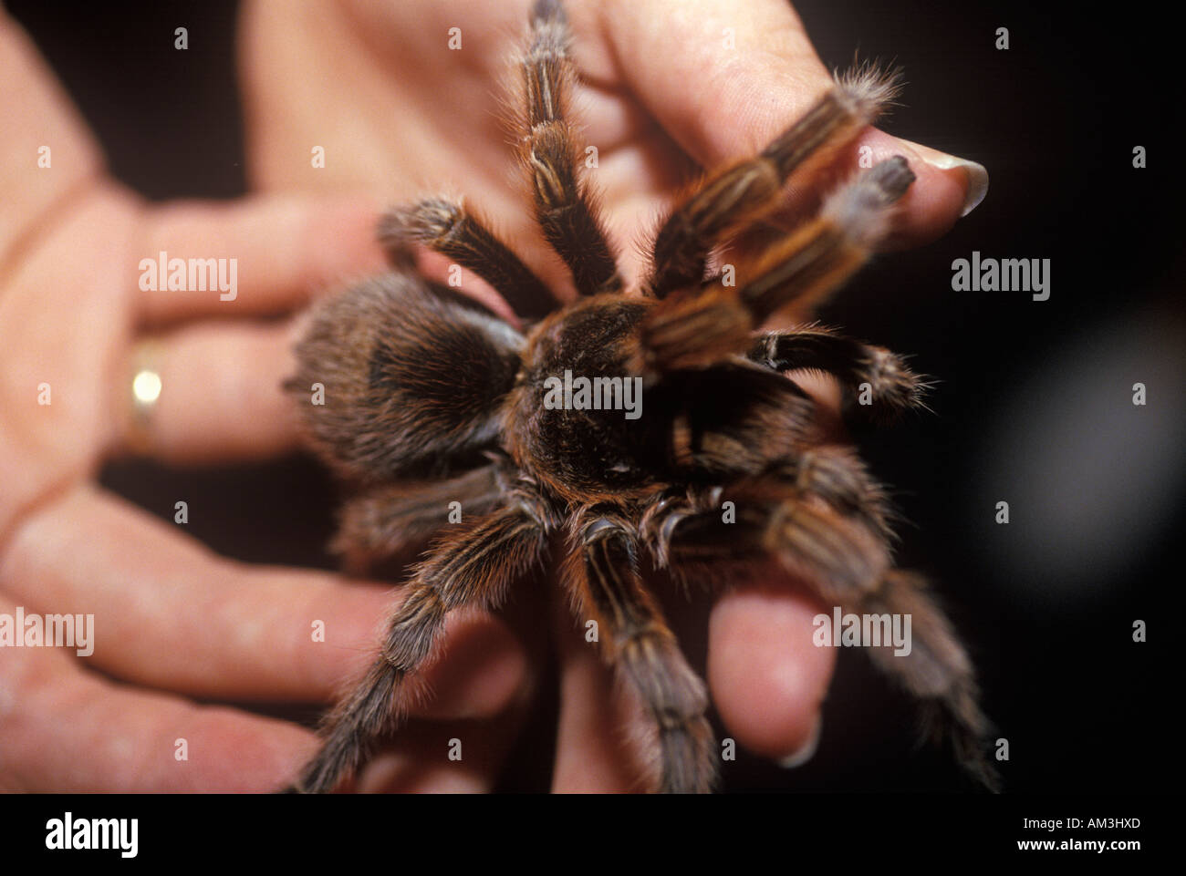 Brown tarantula Sarasota FL Hands on Science Museum Stock Photo - Alamy