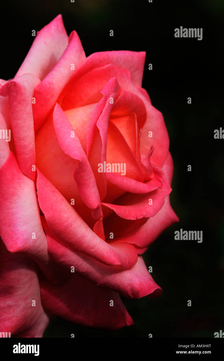 Profile Of A Attractive Rose Named Nostalgia Stock Photo - Alamy