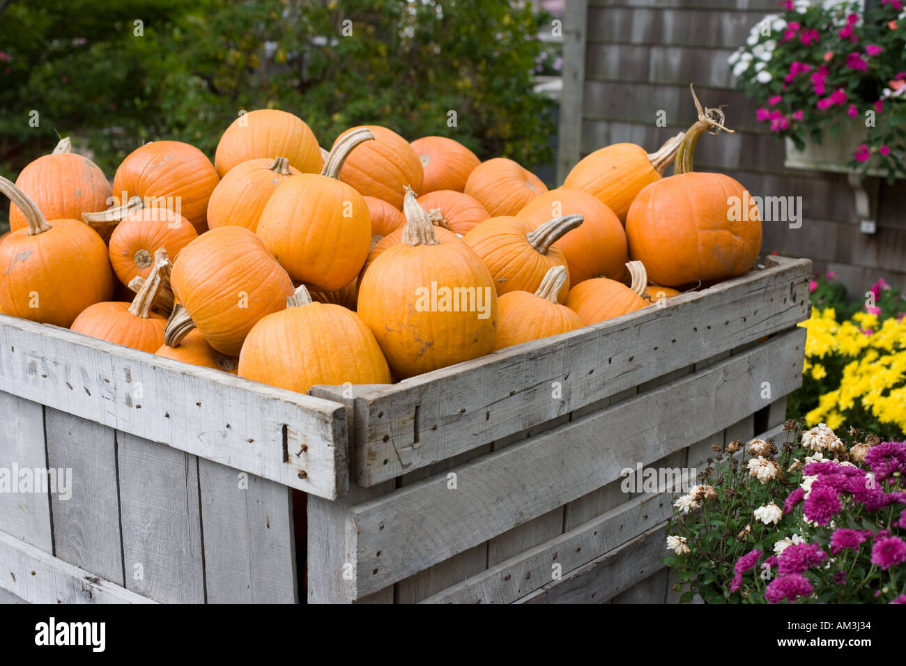 Pallet box full of pumpkins in outdoor farmers market Stock Photo - Alamy
