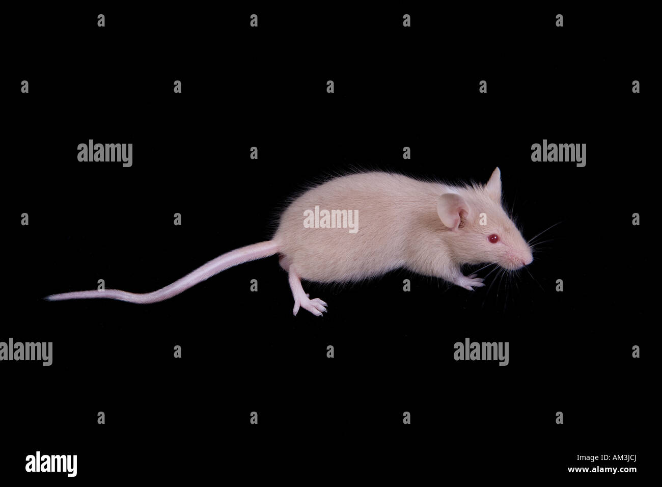 Tan mouse on black background Stock Photo - Alamy