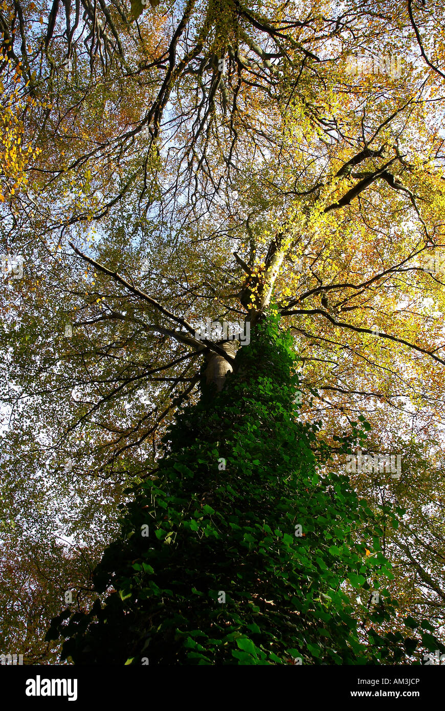 Portraits of trees & woods in england Stock Photo - Alamy