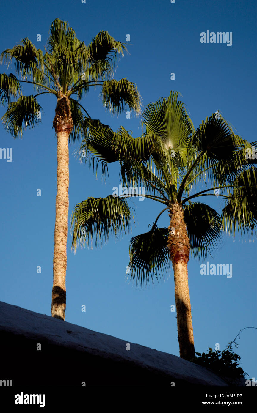 Spain andalusia seville two palm trees at springtime Stock Photo - Alamy