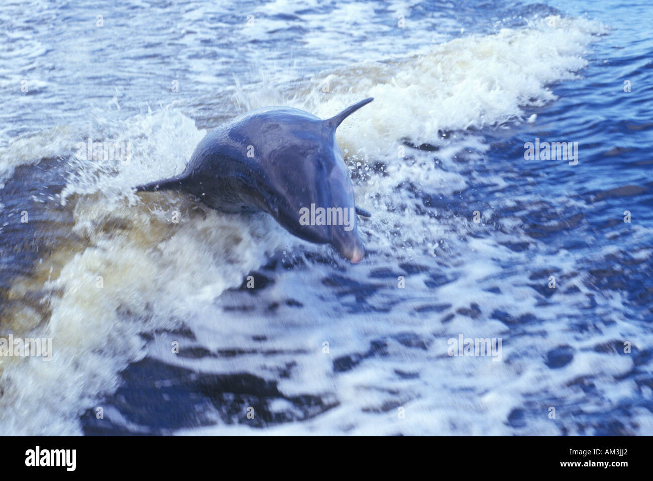 Dolphin playing in water Everglades National Park 10 000 Islands FL ...
