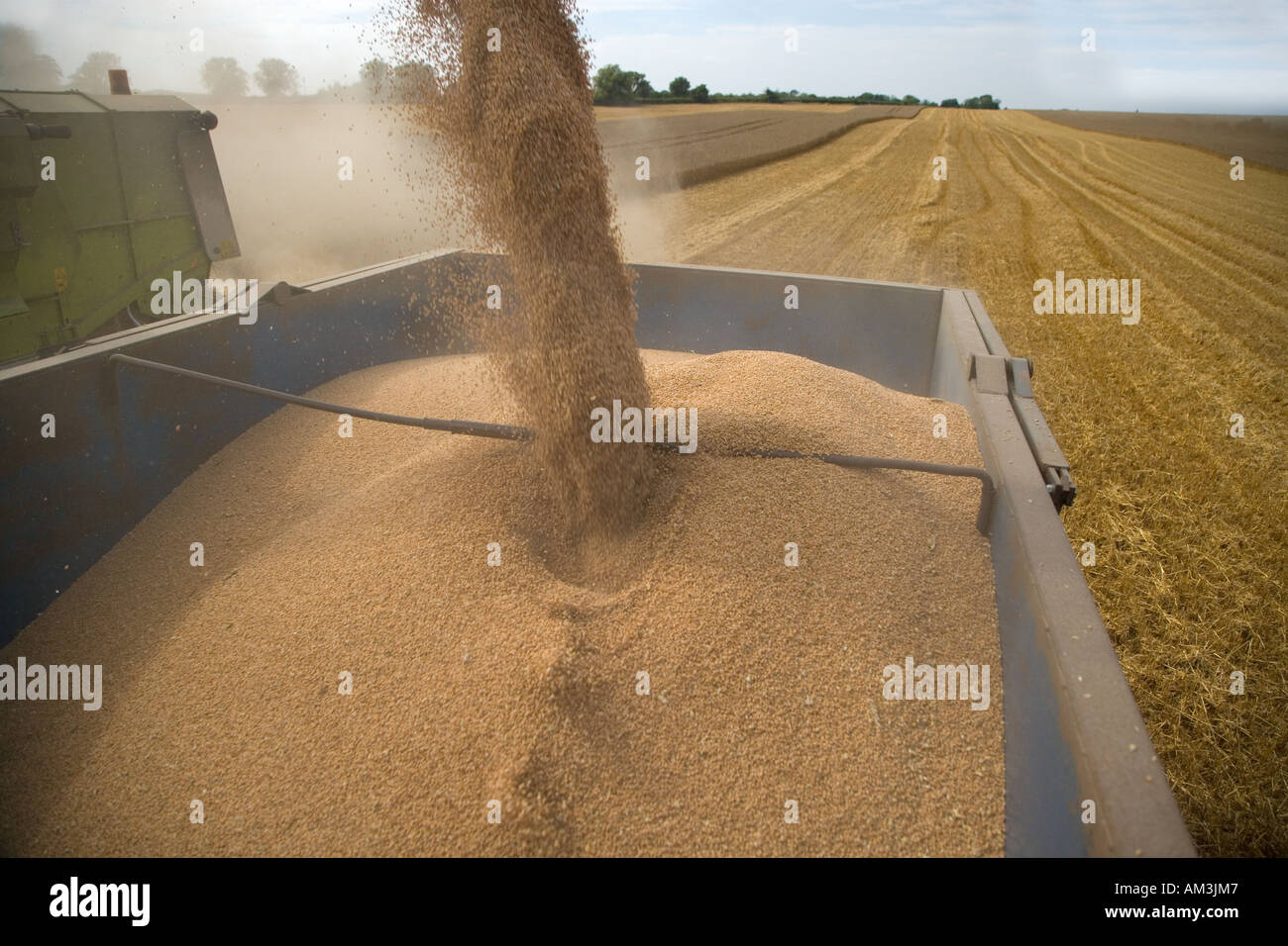 Wheat Harvest Upper Gade Valley Chilterns Bucks Bedfordshire Borders ...