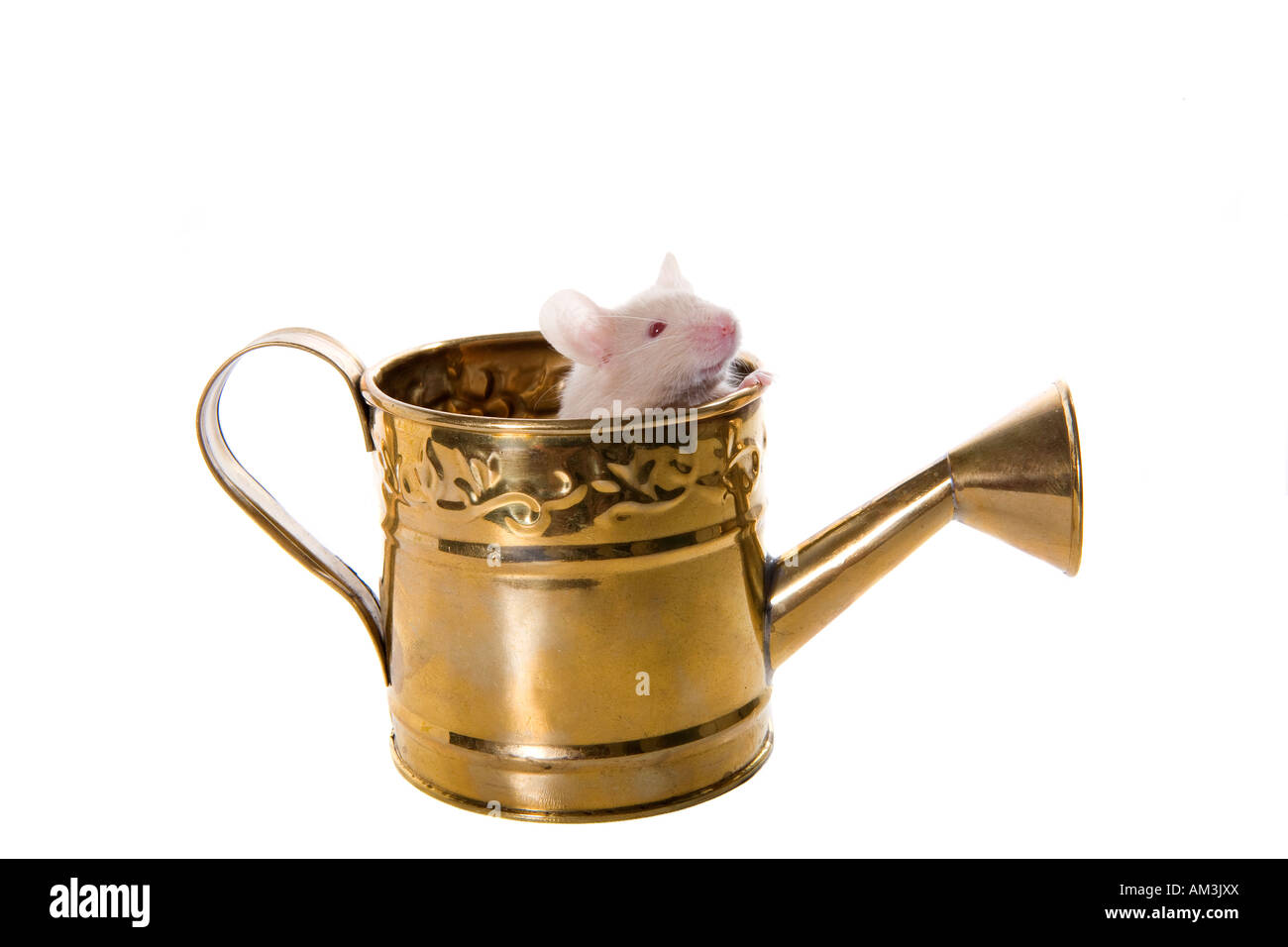 Tan mouse inside brass watering can isolated on white Stock Photo - Alamy