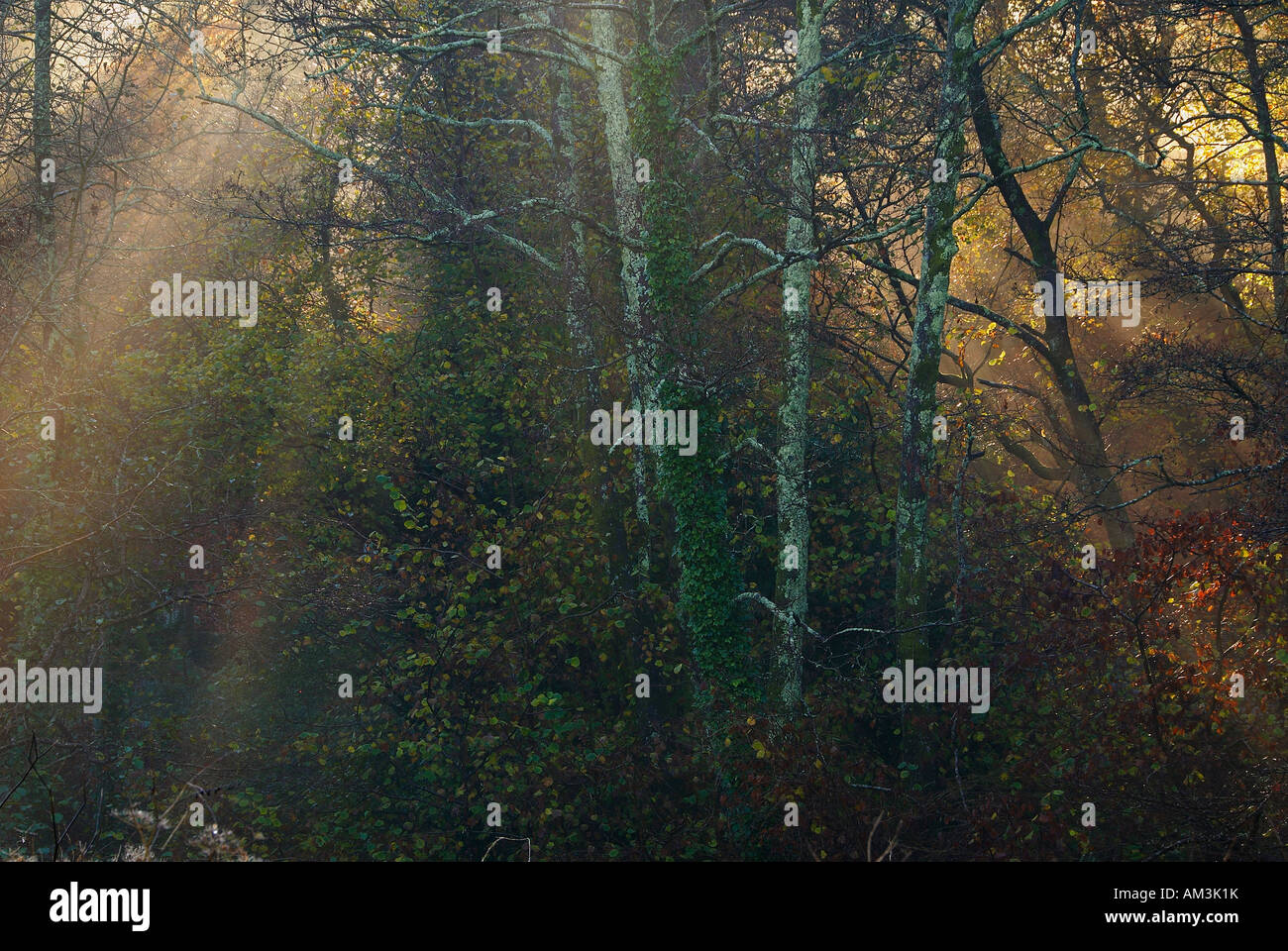 Portraits of trees & woods in england Stock Photo - Alamy