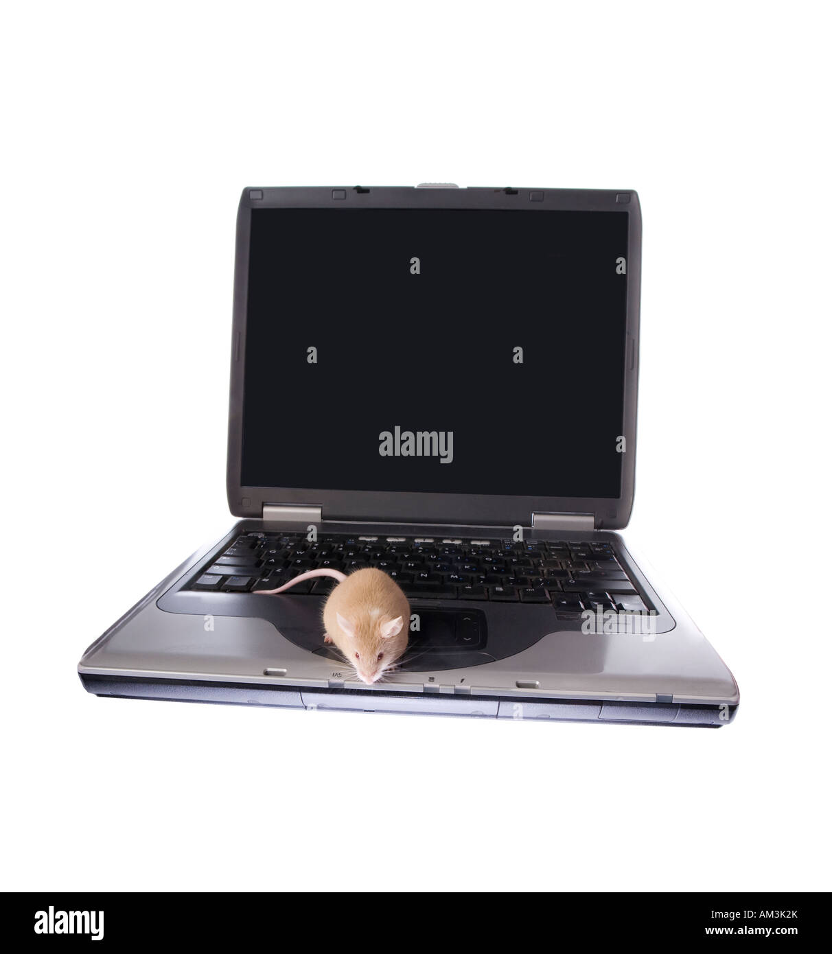 Housemouse hi-res stock photography and images - Alamy