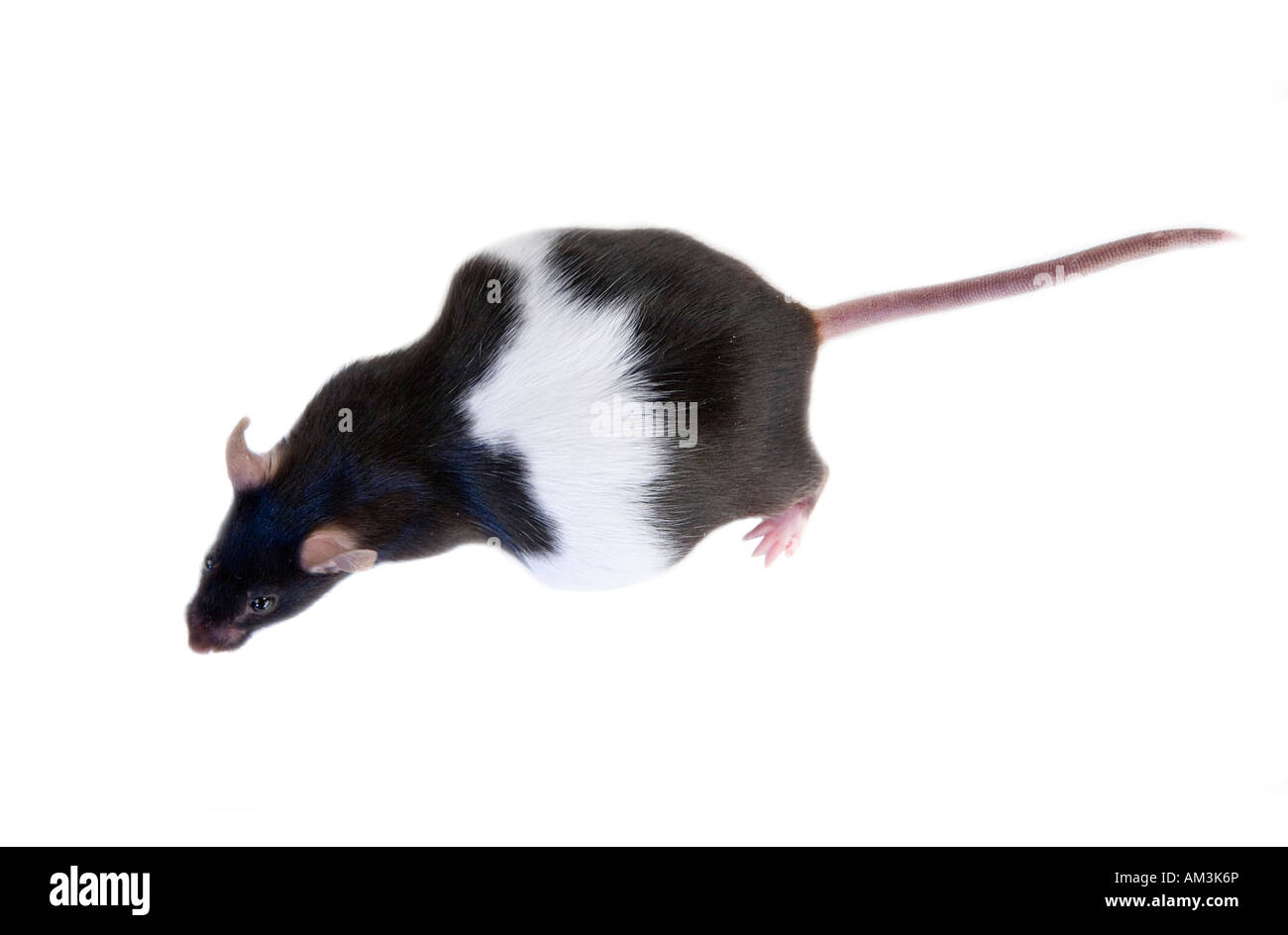 Pregnant Feeder Mouse