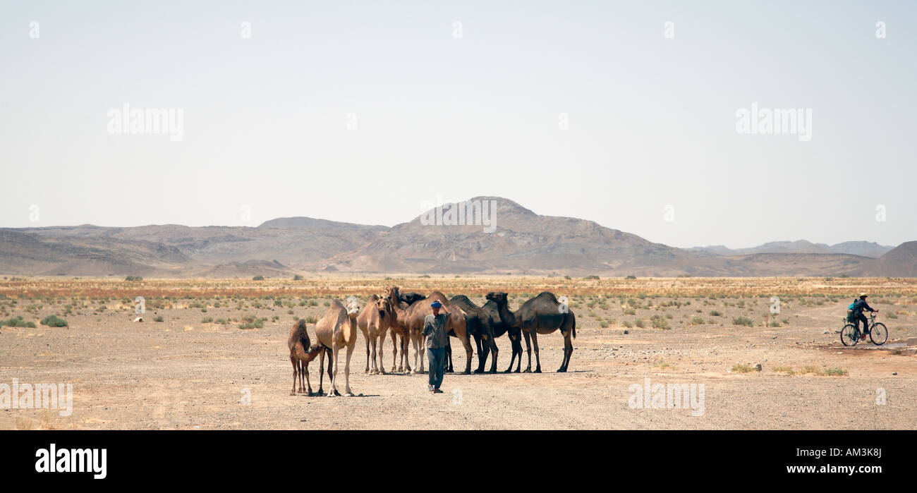 Moroccan shepherd with camel herd in High Atlas Mountains Stock Photo ...