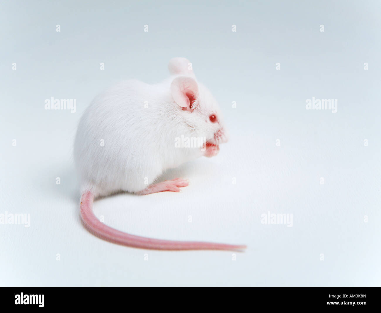 White mouse on isolated background Stock Photo - Alamy