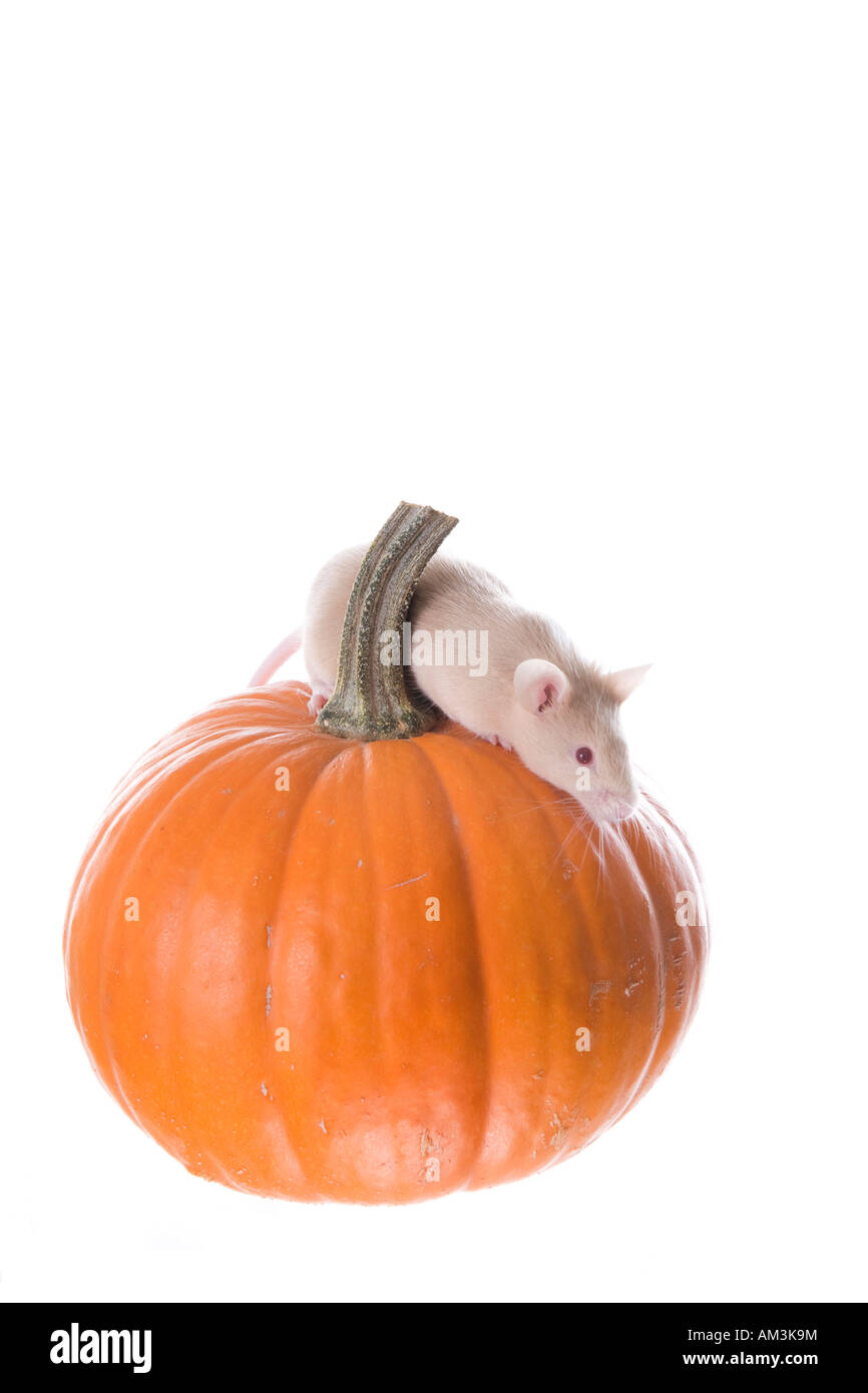 Tan mouse on fall pumpkin isolated on white Stock Photo - Alamy