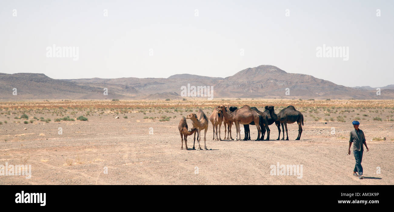Moroccan shepherd with camel herd in High Atlas Mountains Stock Photo ...