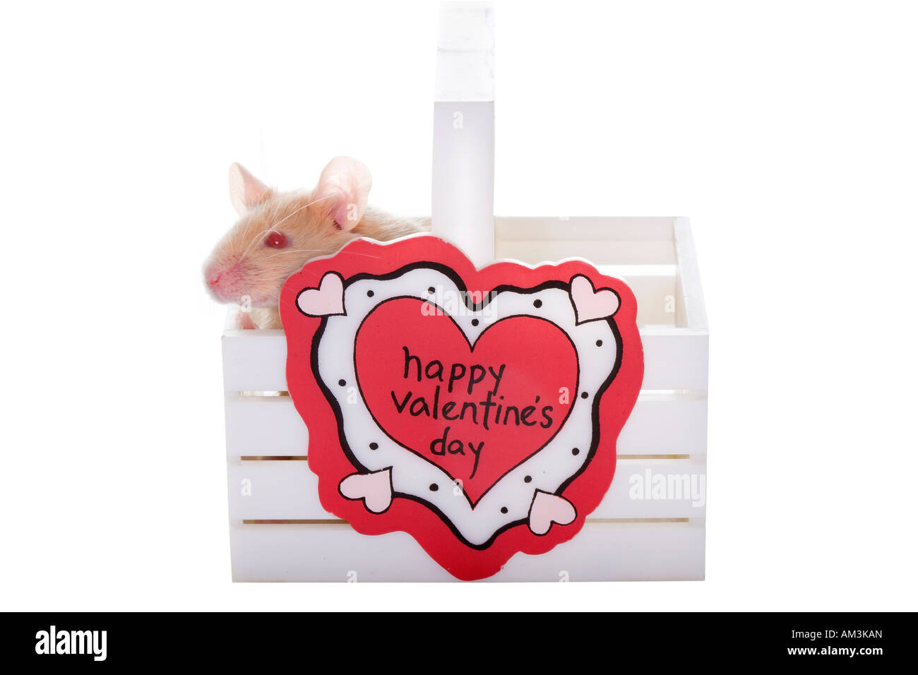 Tan mouse with pink eyes in Valentines day container isolated on white ...