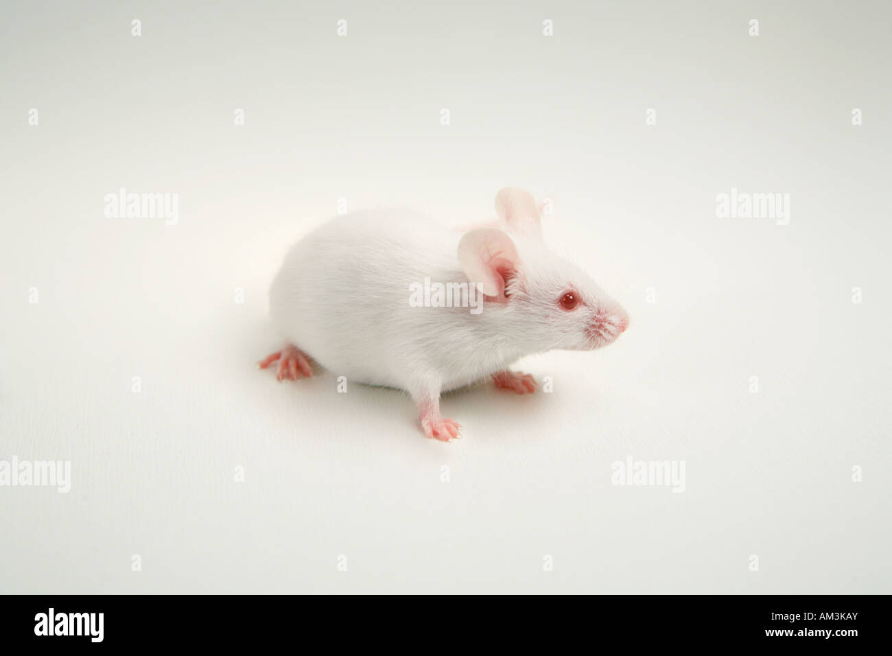 White mouse on isolated background Stock Photo - Alamy