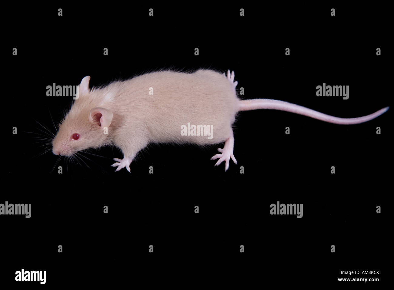 Tan mouse on black background Stock Photo - Alamy