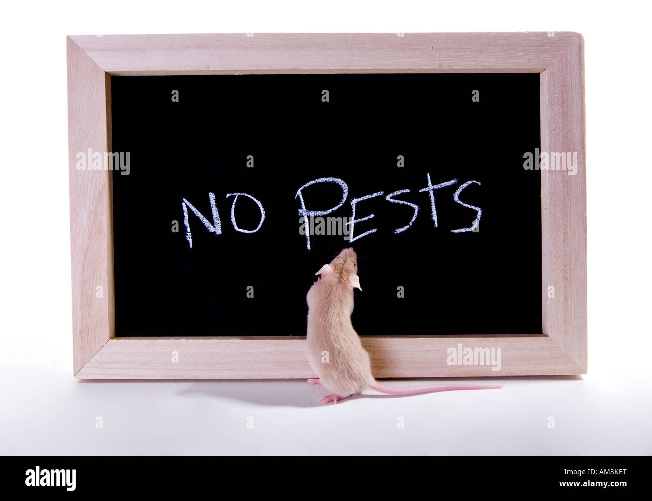 Blackboard sign that says No Pests with tan mouse looking at it ...
