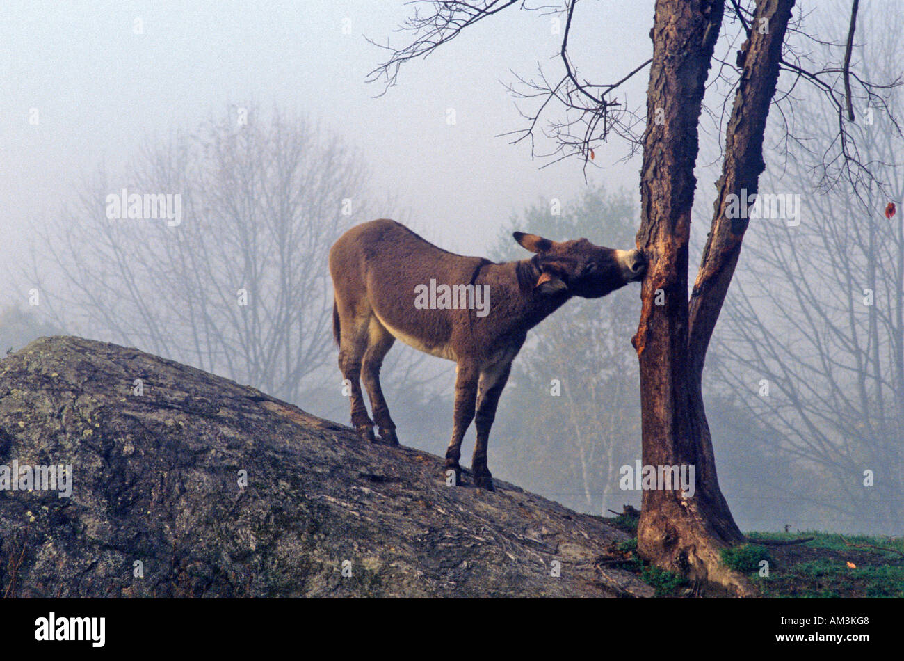 Donkey on hill with a tree in fog near Great Barrington MS Stock Photo ...