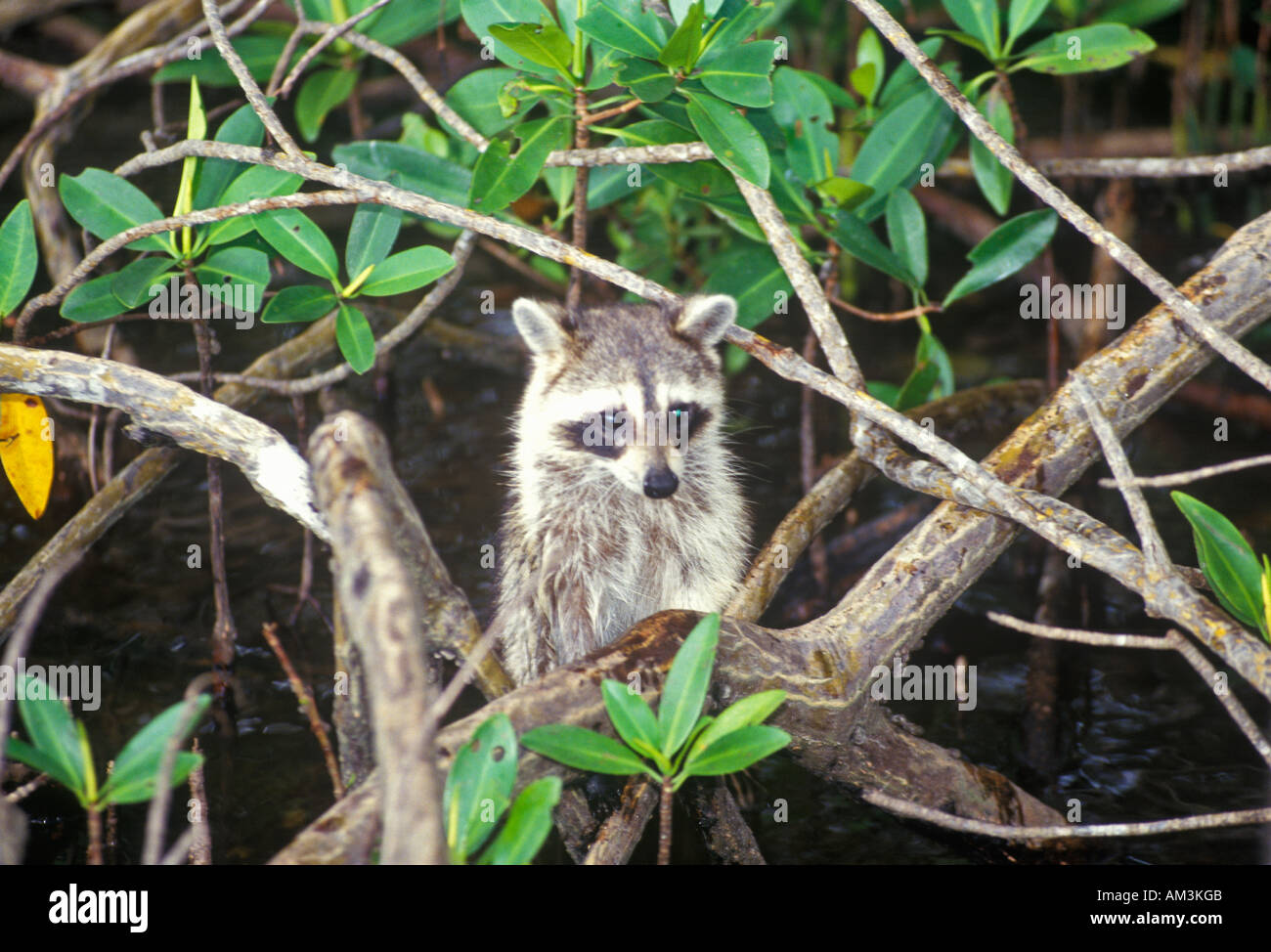 Raccoon in Wild Everglades National Park 10 000 Islands FL Stock Photo ...