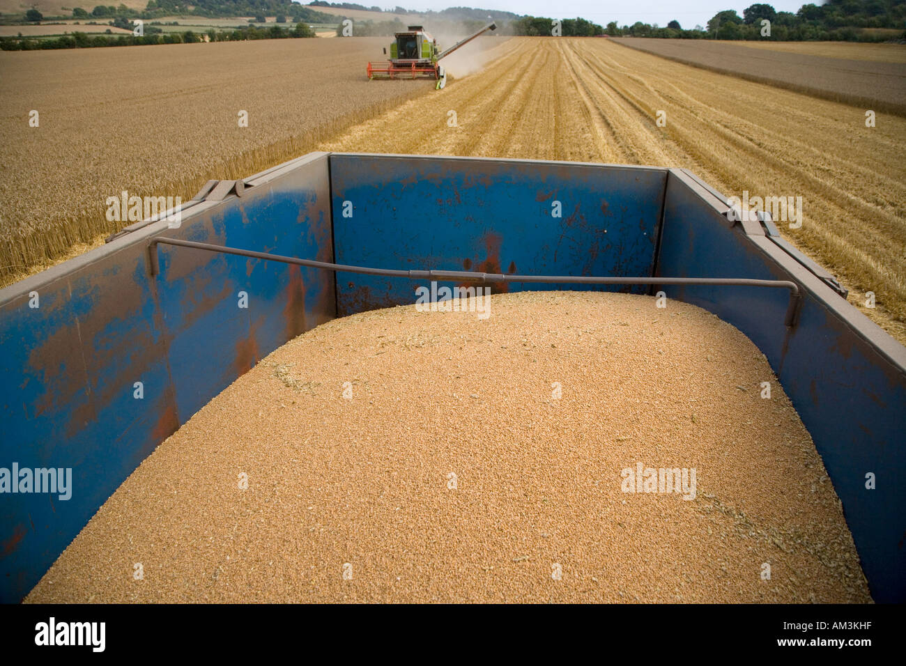 Wheat Harvest Upper Gade Valley Chilterns Bucks Bedfordshire Borders ...