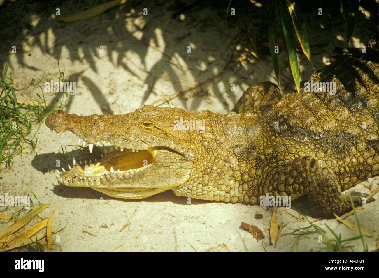 Alligator with jaws open Stock Photo - Alamy