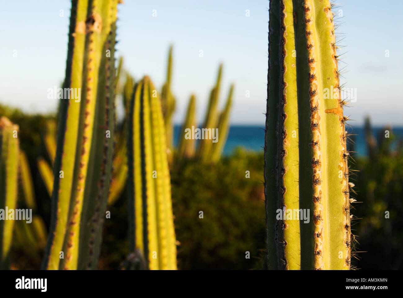 Guanica dry forest Puerto Rico Stock Photo - Alamy