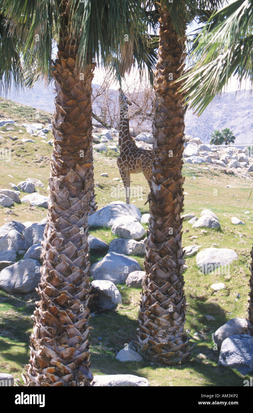 Single giraffe standing between two palm trees Stock Photo - Alamy