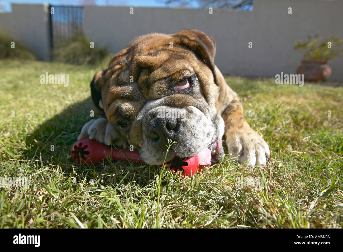 Back of bulldog hi-res stock photography and images - Alamy