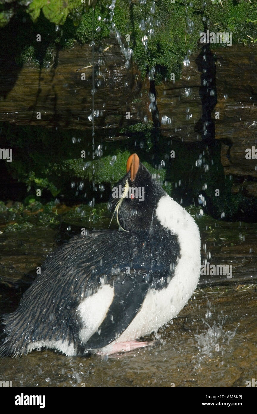 Rockhopper Penguin (Eudyptes chrysocome) Bathing in waterfall Falkland ...