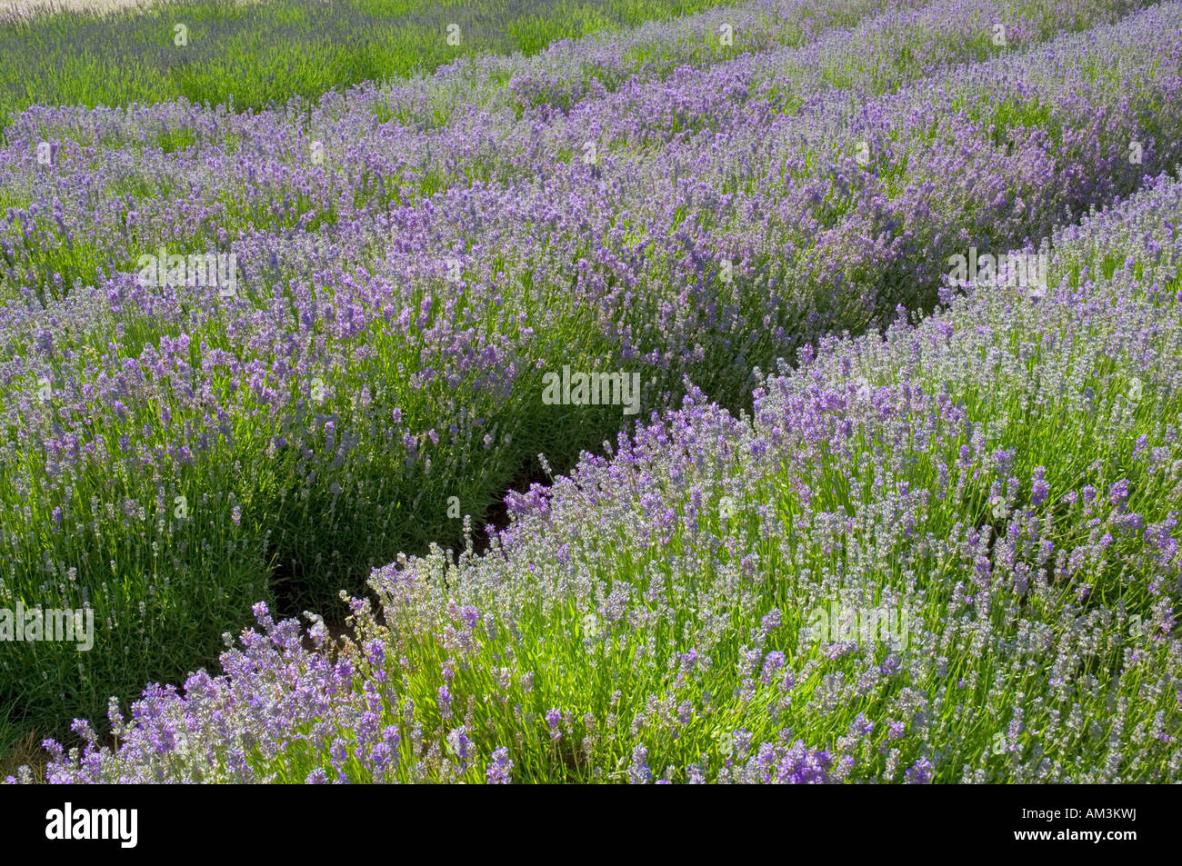 Rows of lavender plants at snowshill lavender farm cotswolds england uk ...