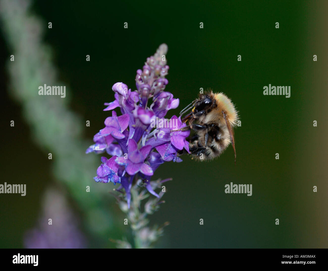 A Species Of Bee After Nectar From A Purple Flower Stock Photo - Alamy