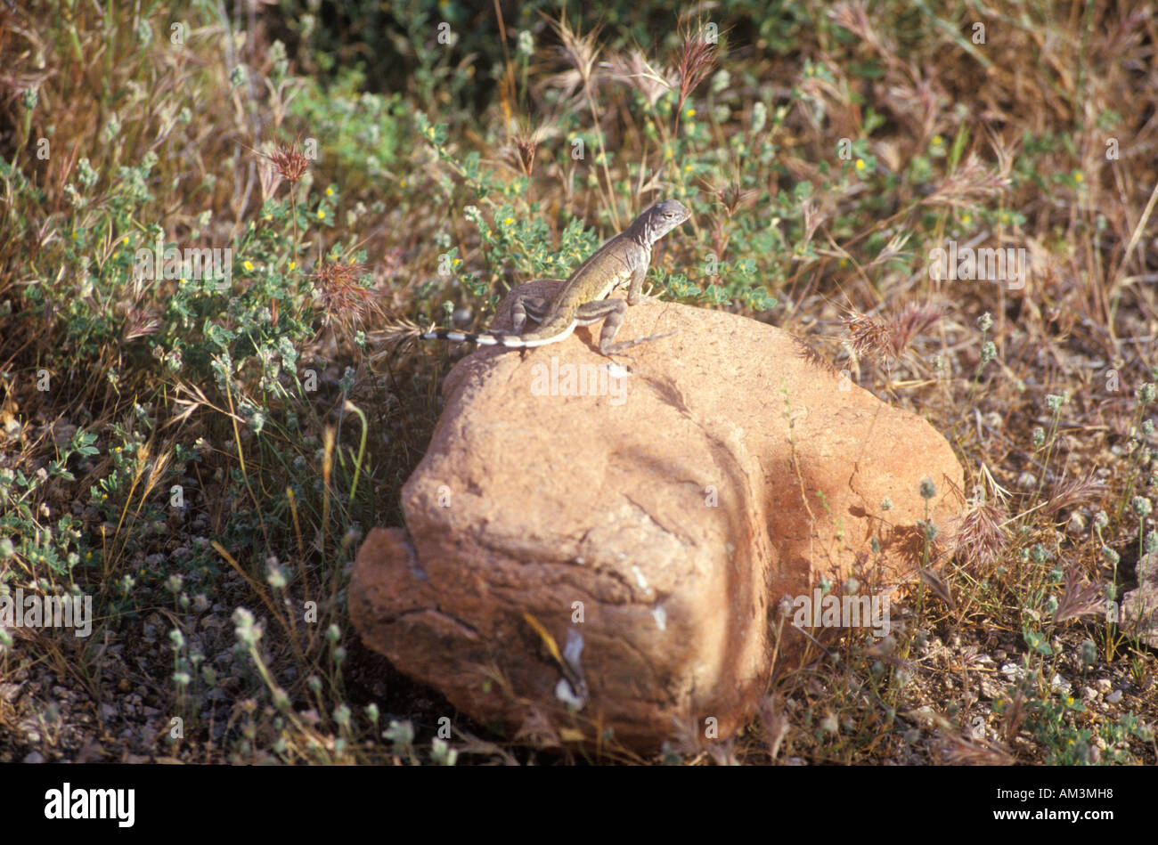 Lizard on rock Saguaro National Monument Tucson AZ Stock Photo - Alamy