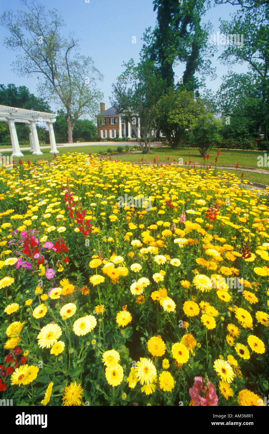 Field of yellow daffodils Spring Washington DC Stock Photo - Alamy