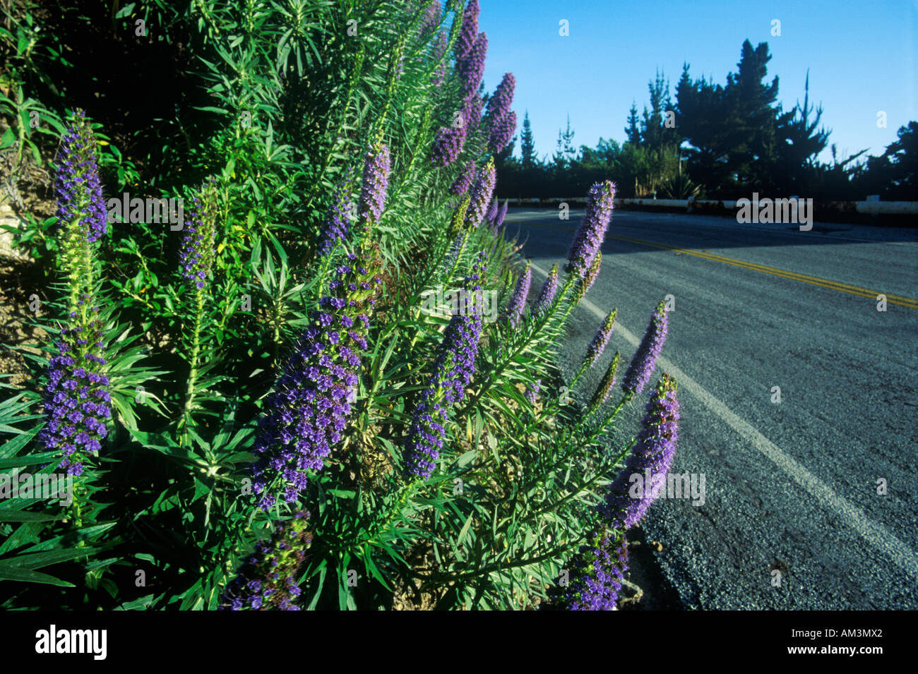 Spring flowers Route 1 CA Stock Photo - Alamy