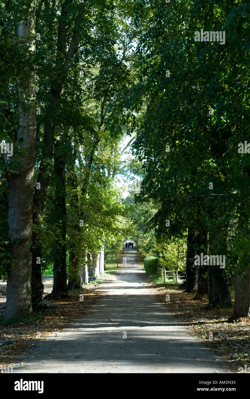 Avenue of trees Stock Photo - Alamy