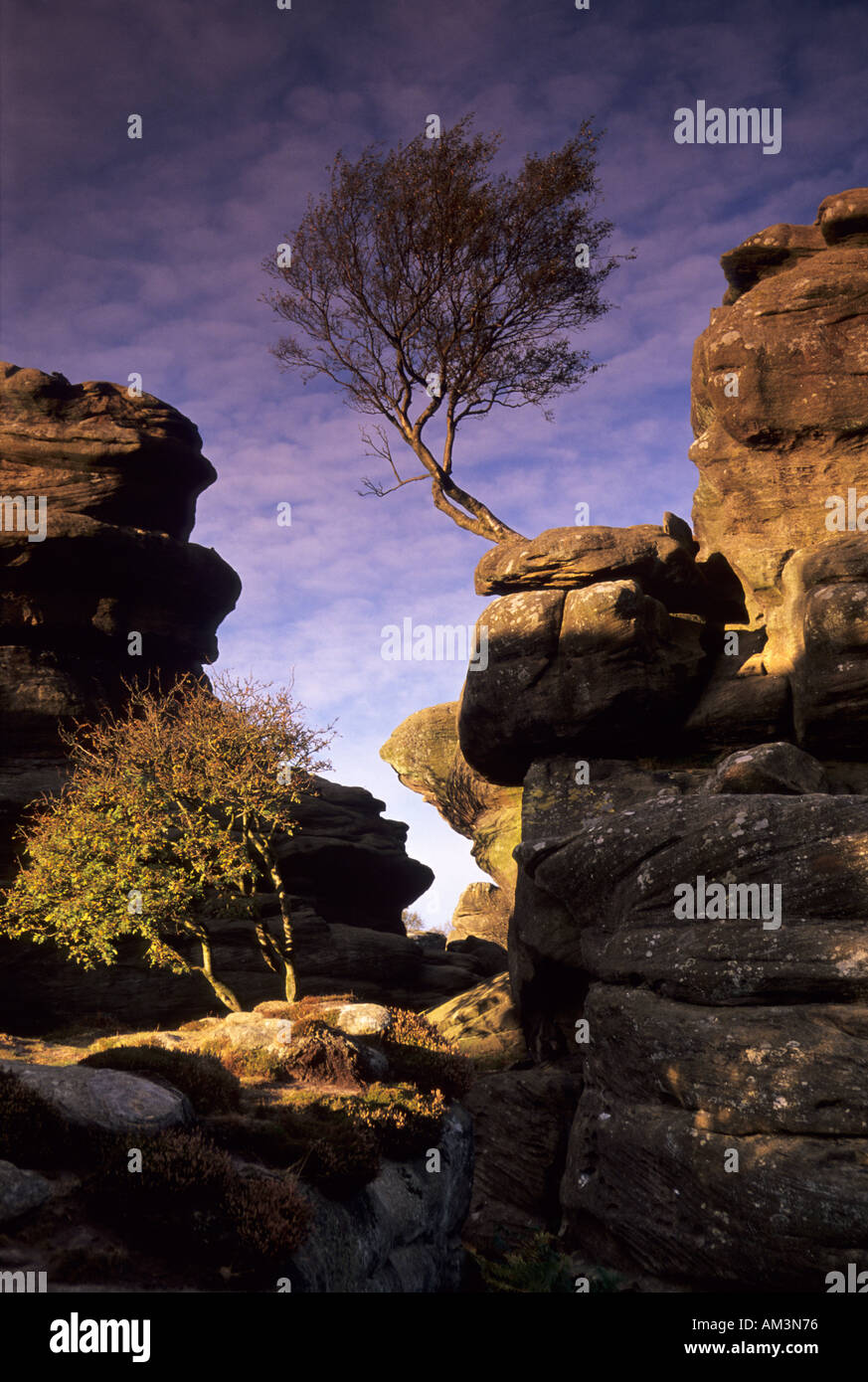 A tree sprouting high up amongst the weird rock formations at Brimham ...