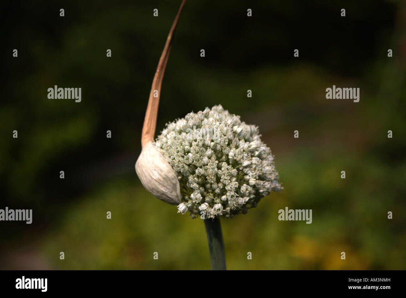 Leek Seed Head in Vegetable Garden Stock Photo - Alamy