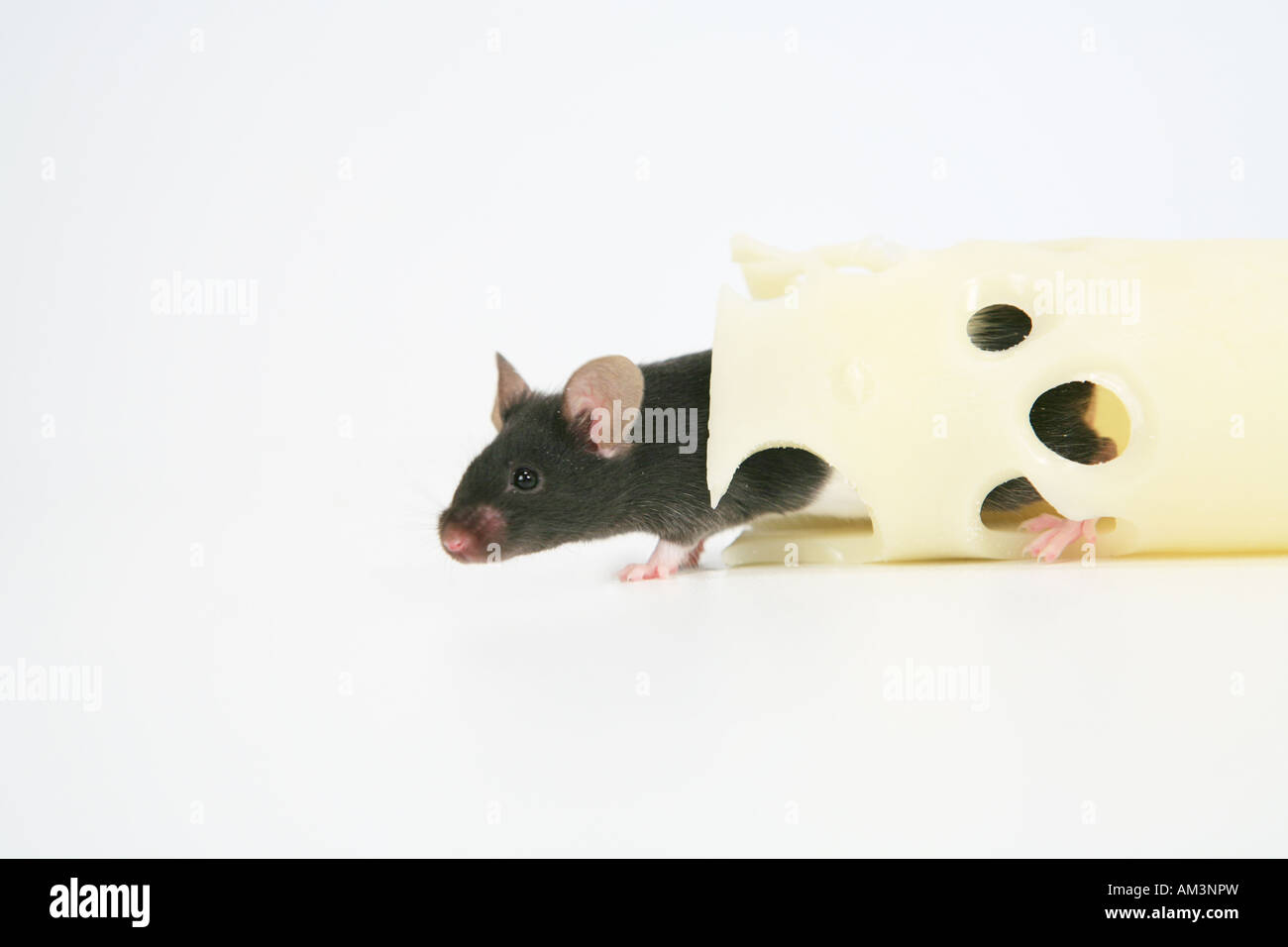 Swiss Cheese Mouse
