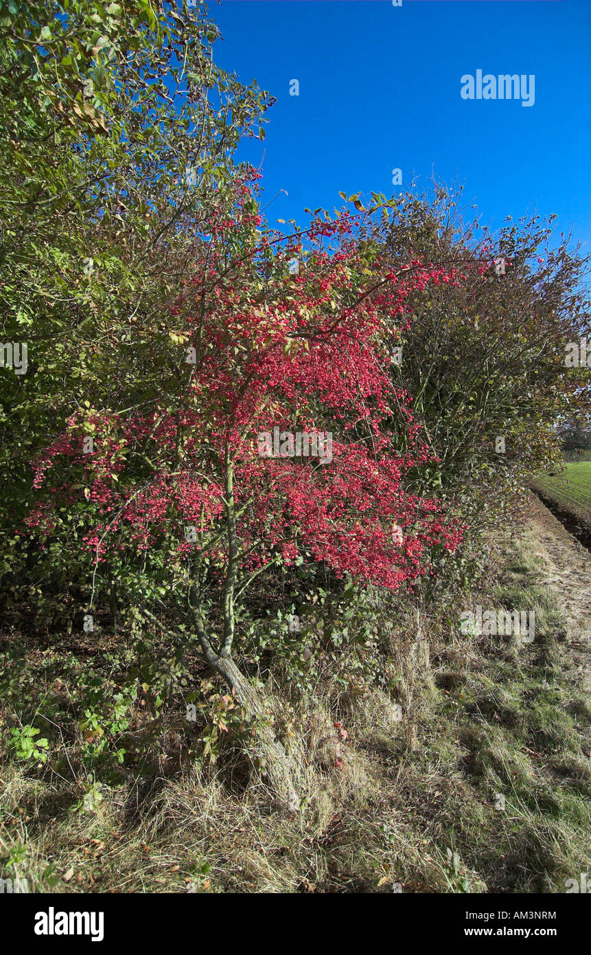 Spindle tree Euonymus europeaus Stock Photo - Alamy