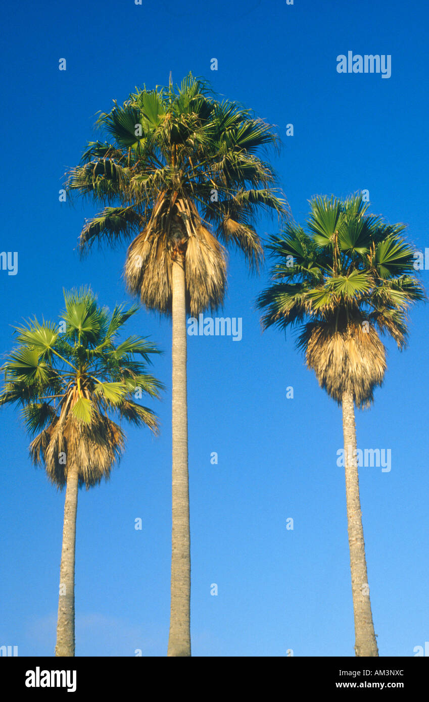 Palm trees Los Angeles CA Stock Photo - Alamy