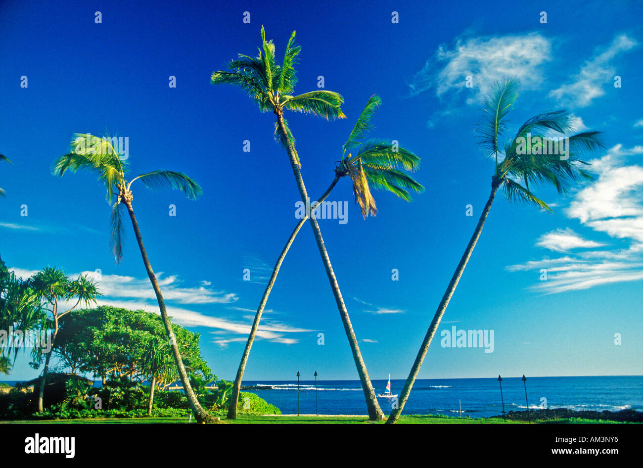 Landscape of Palm Trees with ocean Kauai HI Stock Photo - Alamy