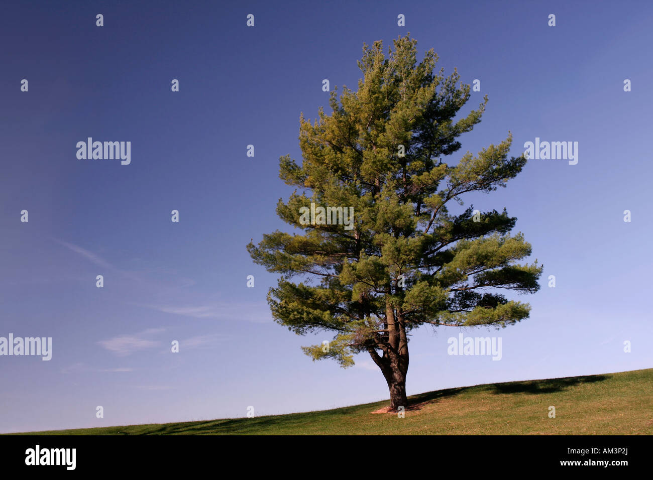 Evergreen tree in sunny hi-res stock photography and images - Alamy