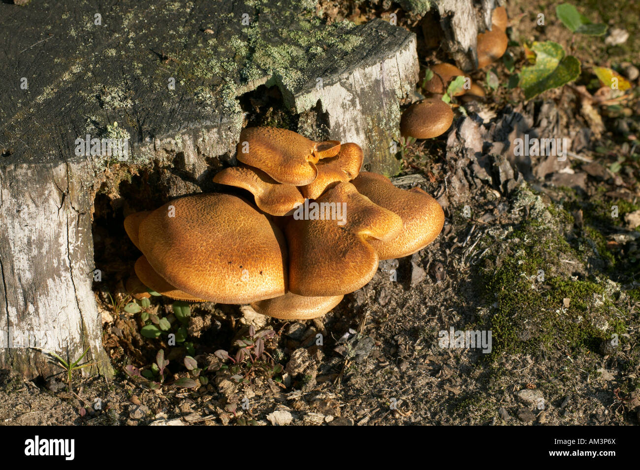 Plums and custard fungi hi-res stock photography and images - Alamy