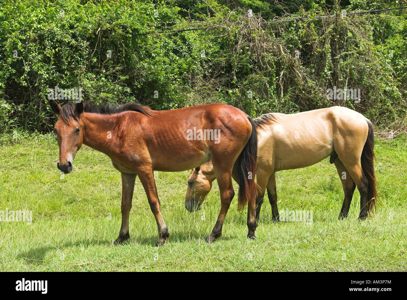 Wild Horses on Vieques island Puerto Rico Stock Photo - Alamy