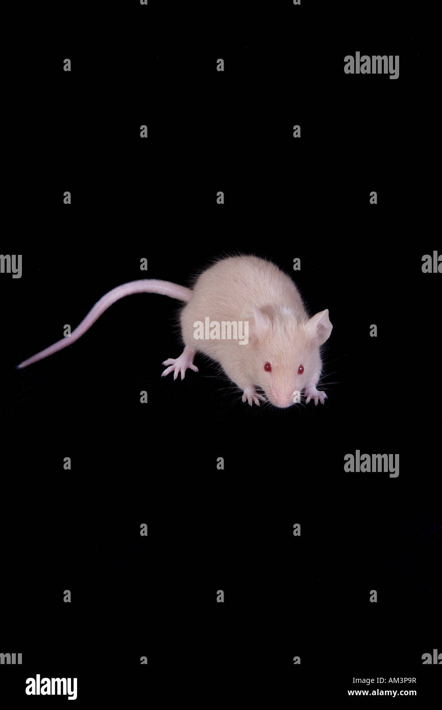 Tan mouse on black background Stock Photo - Alamy