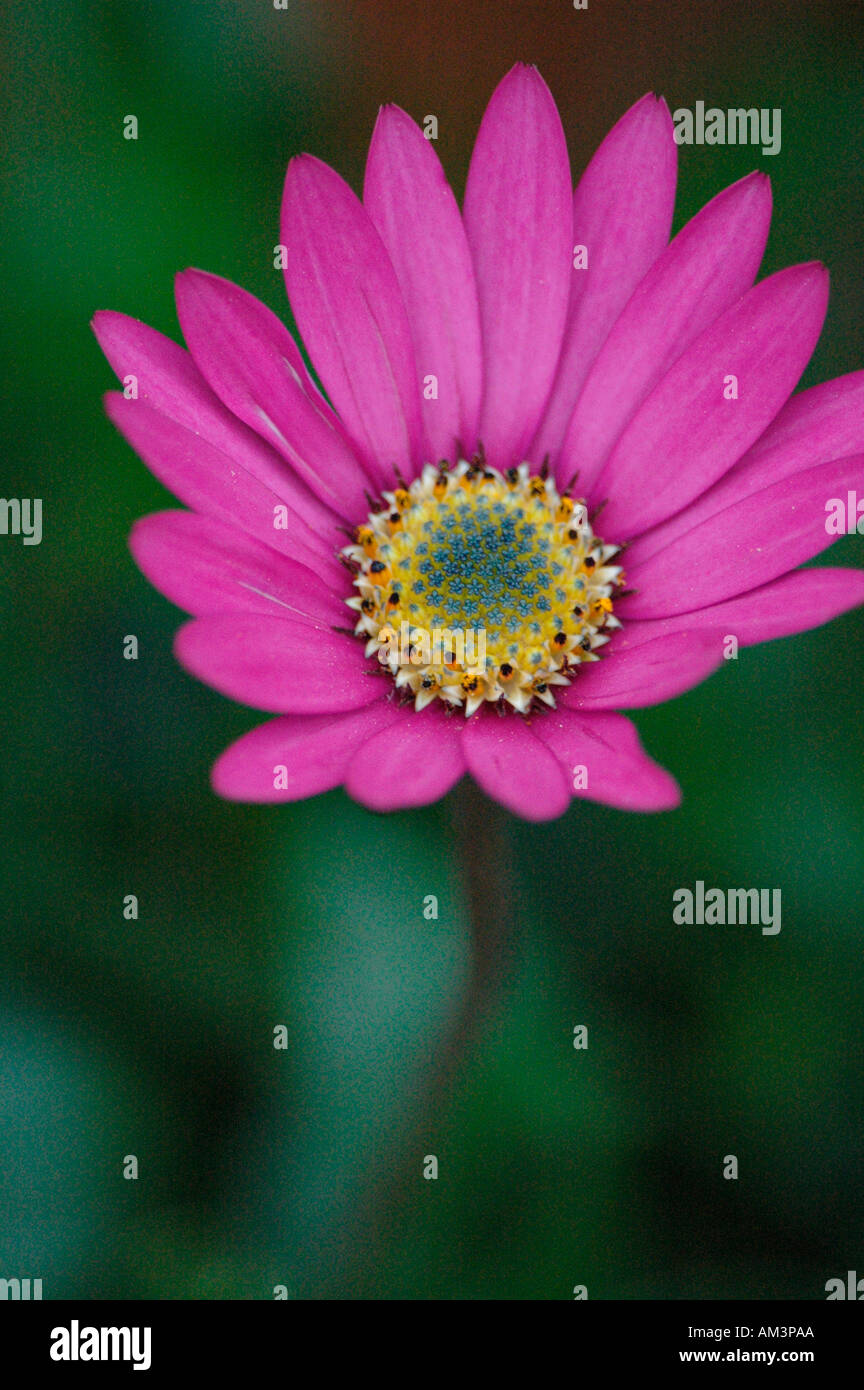 Photograph of a single daisy flower hi-res stock photography and images ...