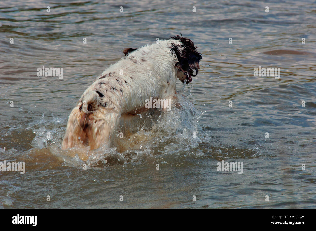 Running springer spaniel hi-res stock photography and images - Alamy