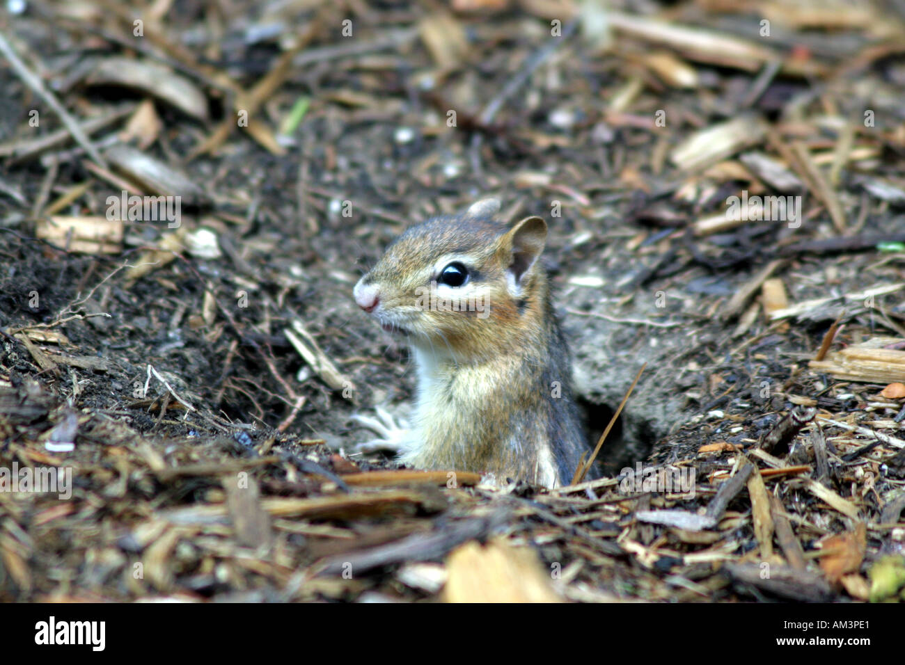 Chipmonk hi-res stock photography and images - Alamy